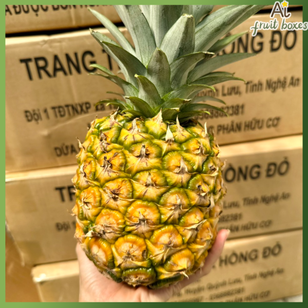 Dứa MD2 Quỳnh Lưu Global GAP - Ai Fruit Boxes