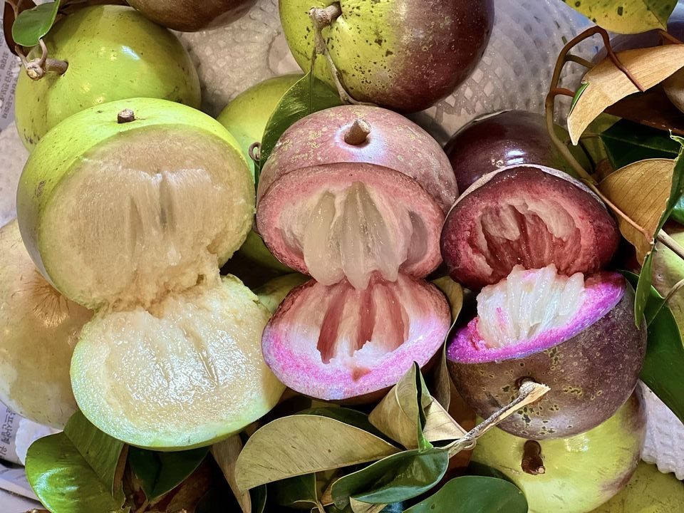 Các giống vú sữa và giá trị của cây vú sữa - Ai Fruit Boxes